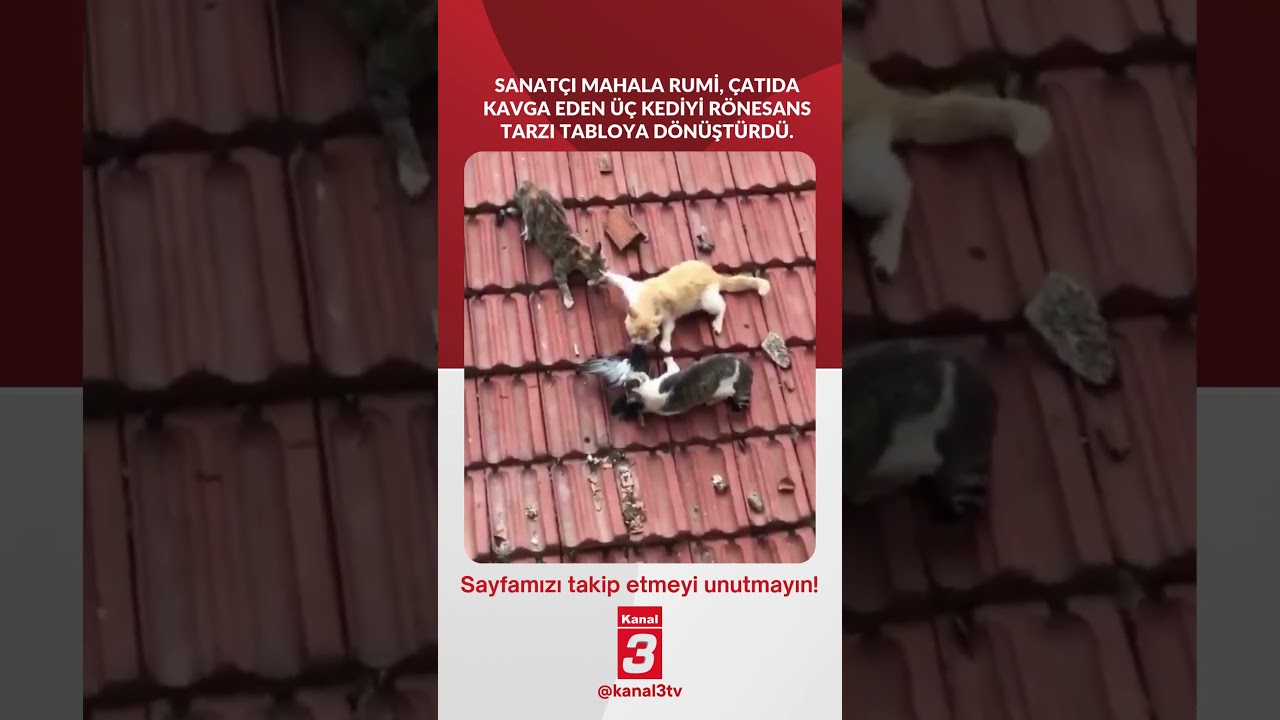 Sanatçı Mahala Rumi, çatıda kavga eden üç kediyi Rönesans tarzı tabloya ...